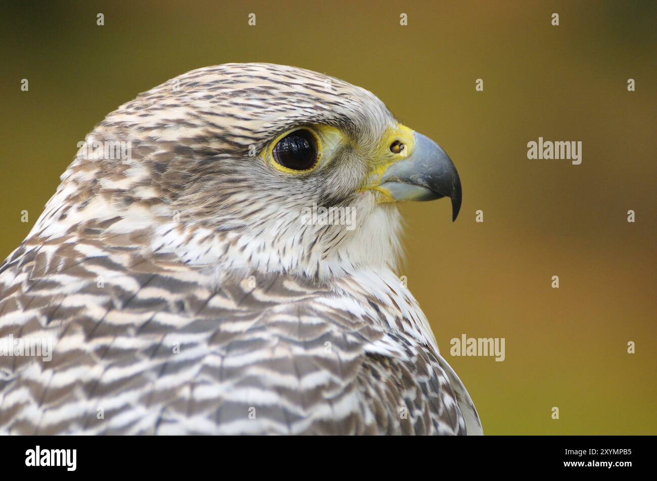 Falcon, Gerfalcon, Saker falcon, Falco hybrid, falcon Stock Photo - Alamy