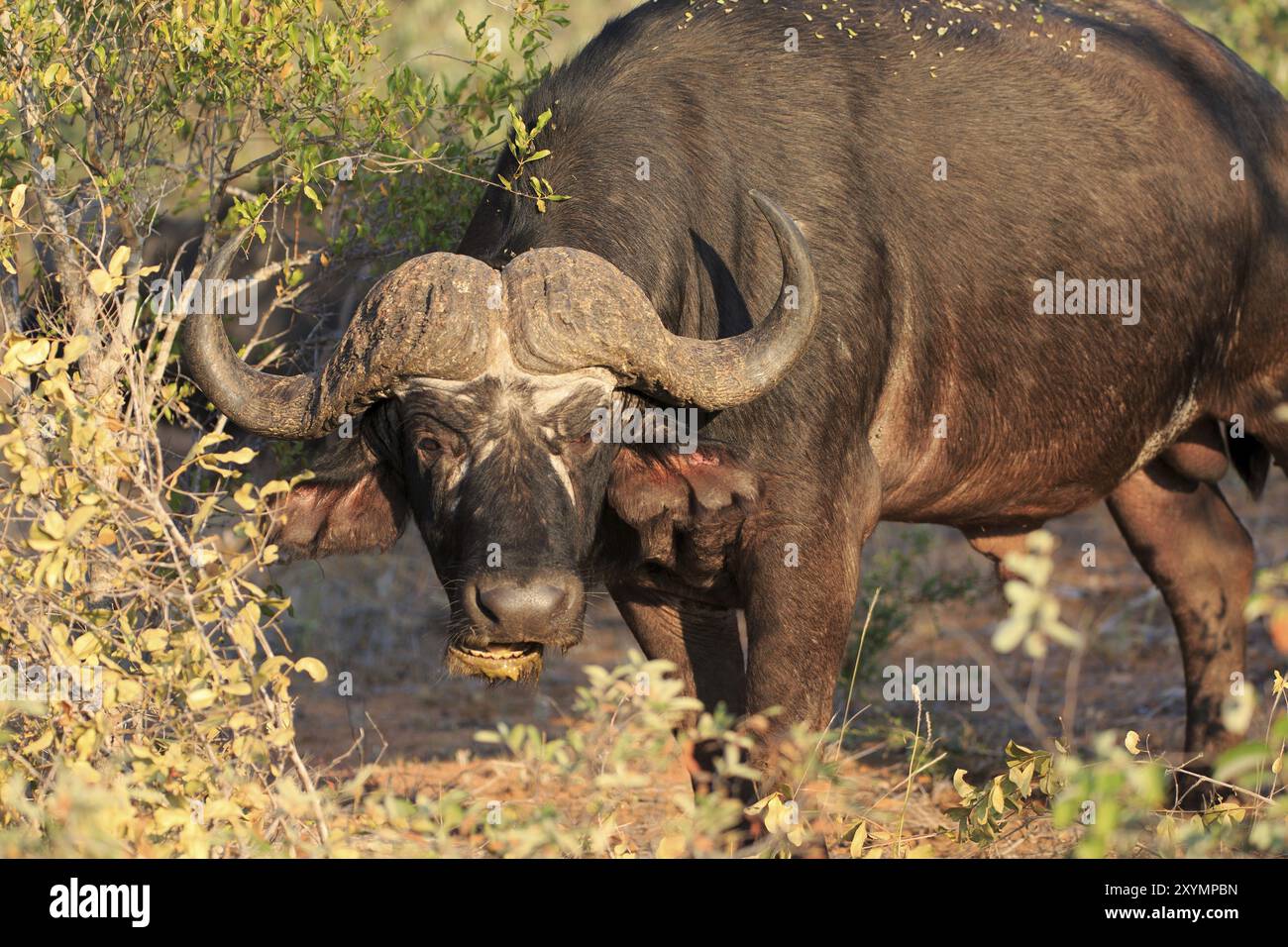 Portrait one buffalo look camera hi-res stock photography and images ...