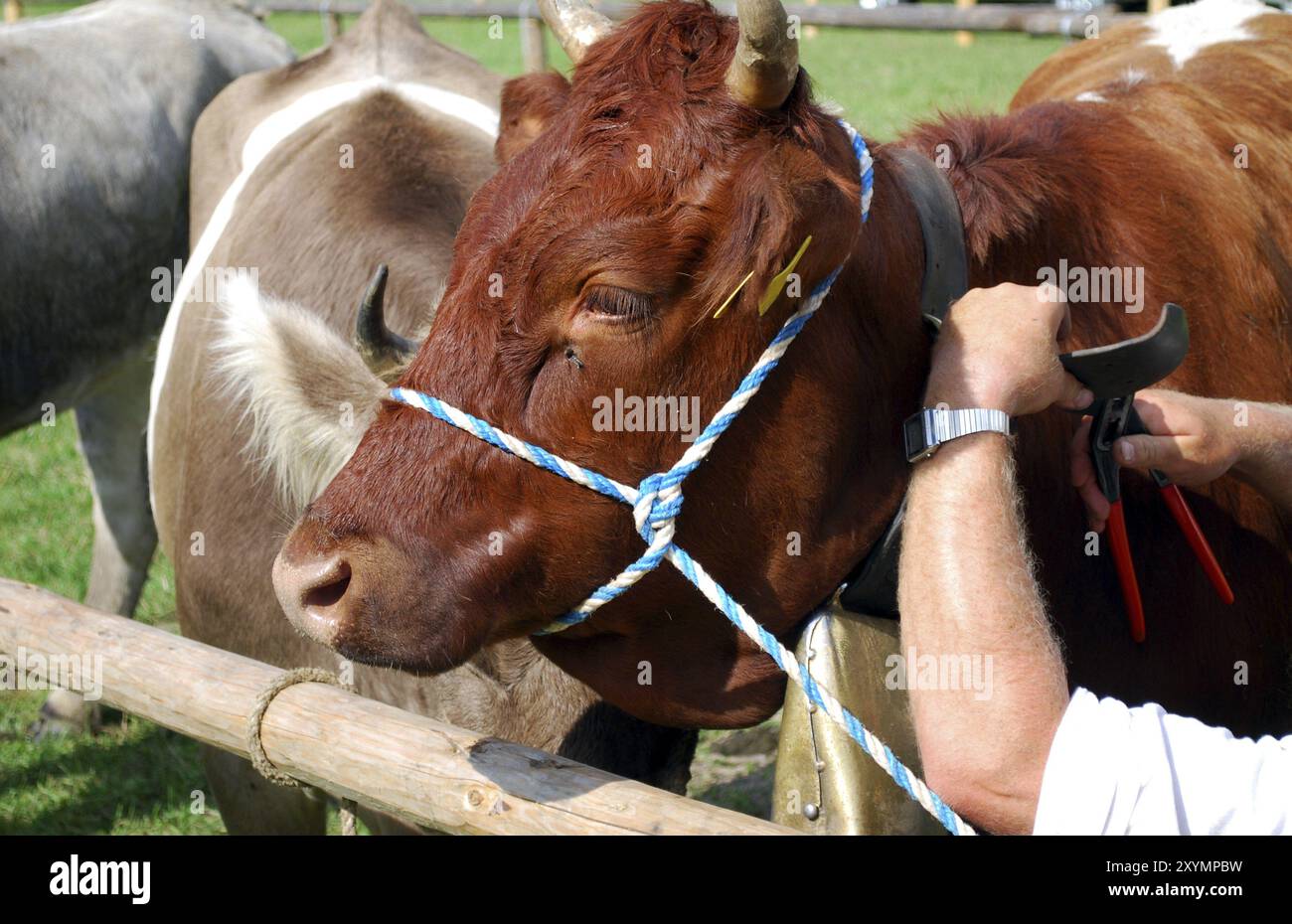 Arms of a farmer on the cattle market adjusting the belt of a cow Stock ...