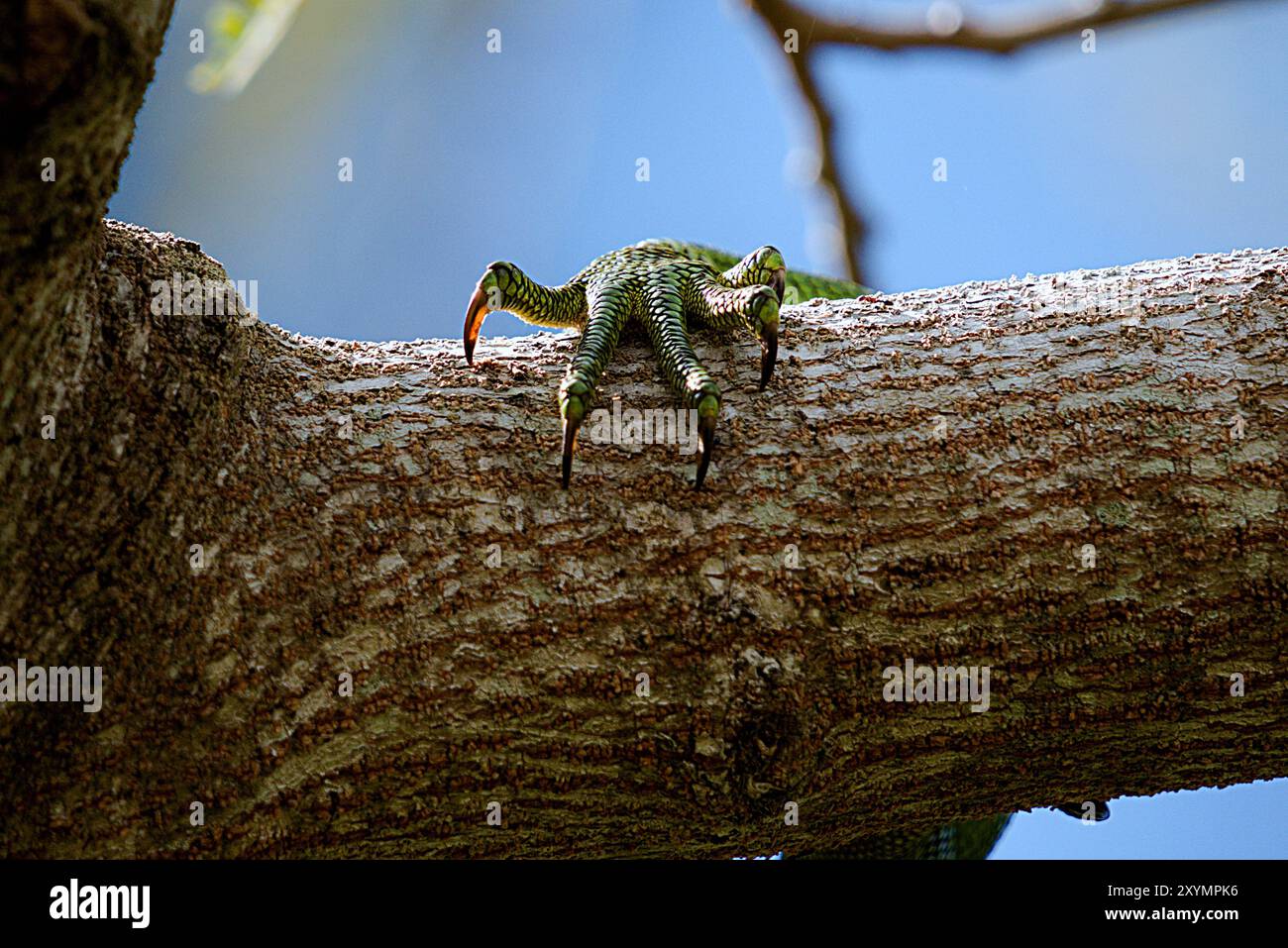A close-up shows an iguana's claws gripping the rough surface of a tree ...