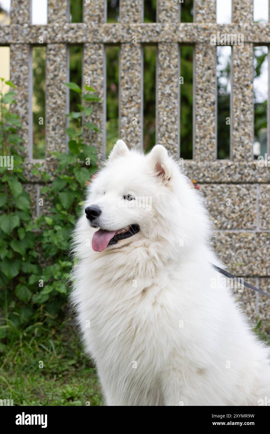 Samoyed sitting in front of the fence Stock Photo - Alamy