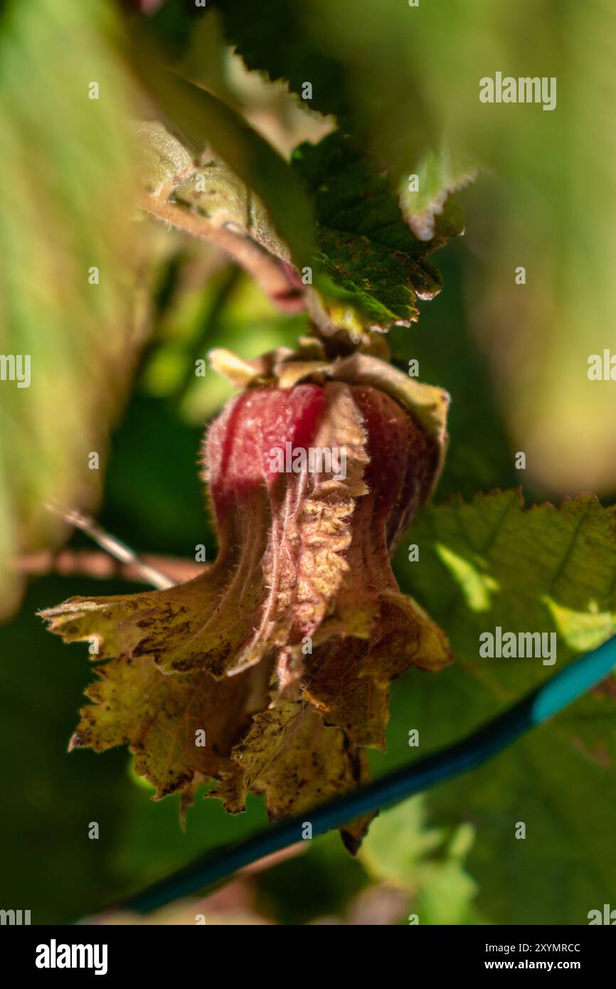 Purple hazel with hazelnuts, corylus maxima purpurea Stock Photo - Alamy