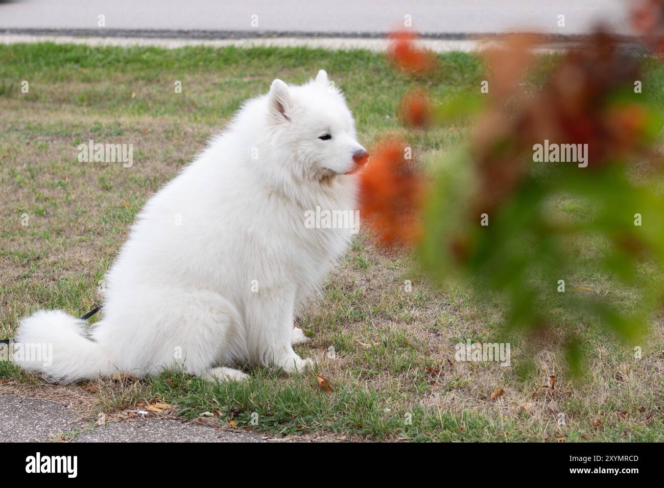 Sniffing white flower hi-res stock photography and images - Alamy