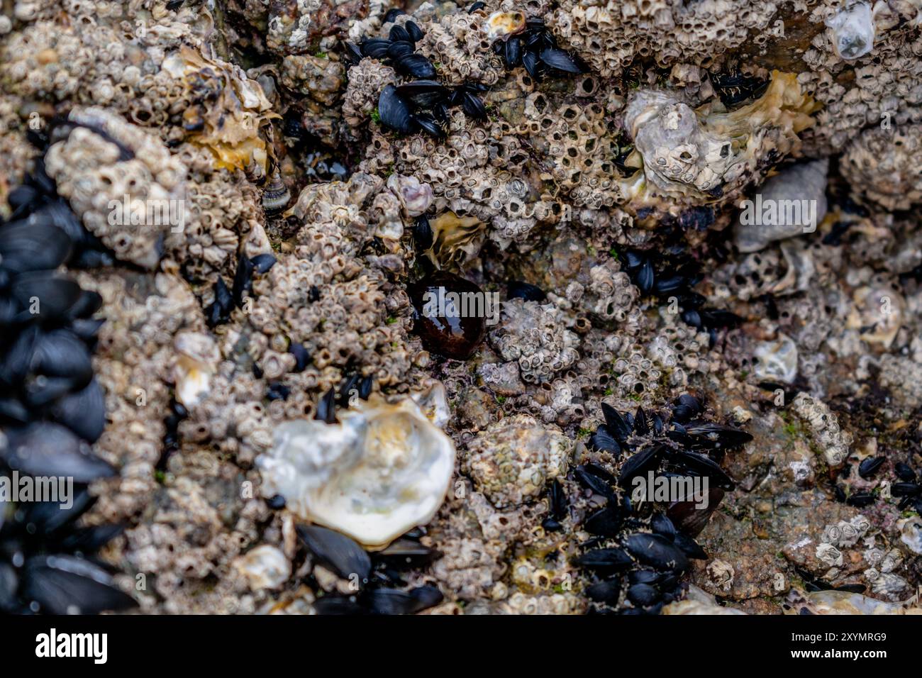 Actiniae rouge hi-res stock photography and images - Alamy