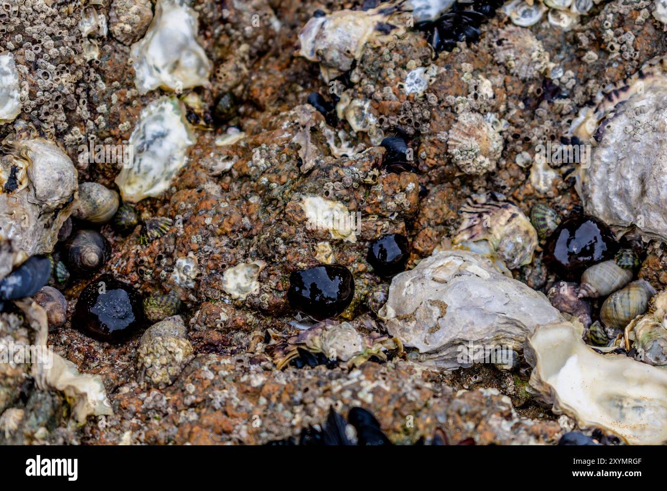 Actinia equina france hi-res stock photography and images - Alamy