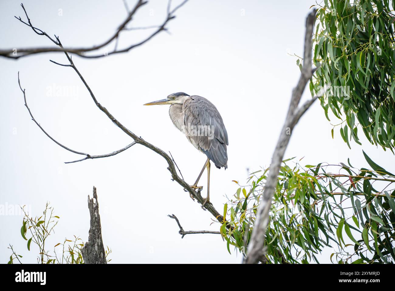 Bolsa chica wildlife reserve hi-res stock photography and images - Alamy
