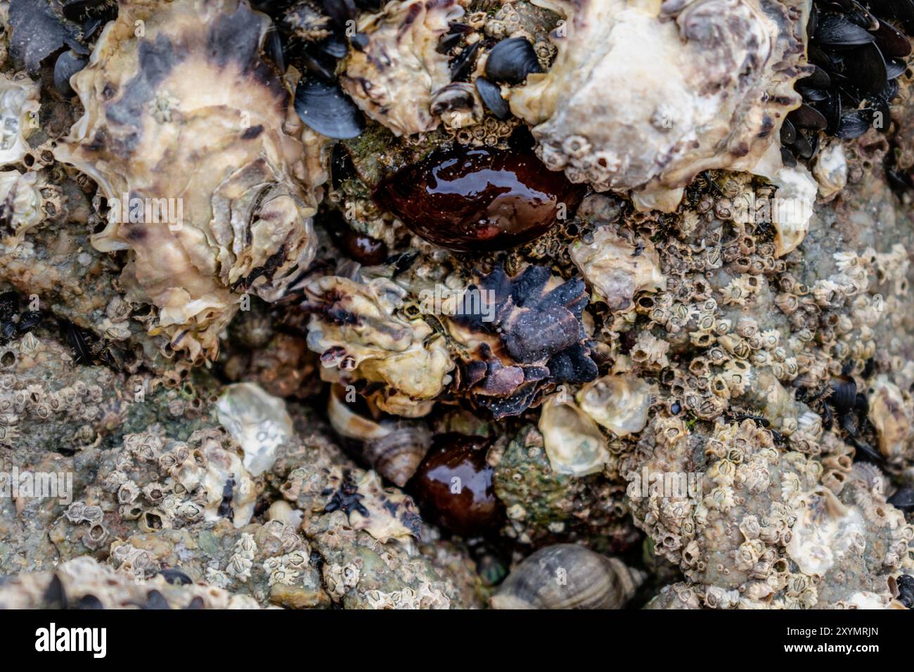 Actinia equina france hi-res stock photography and images - Alamy