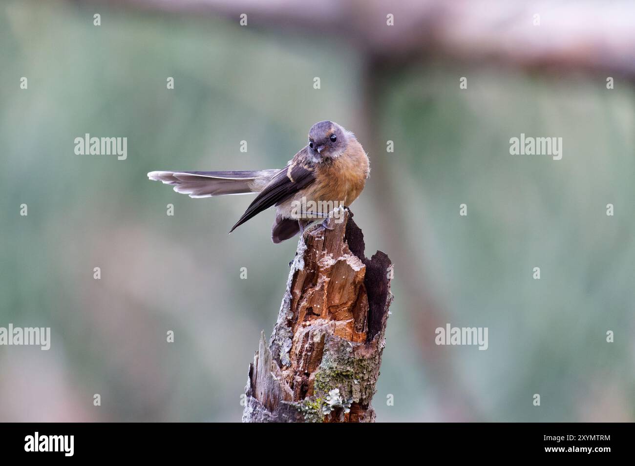 Fantail new zealand hi-res stock photography and images - Alamy