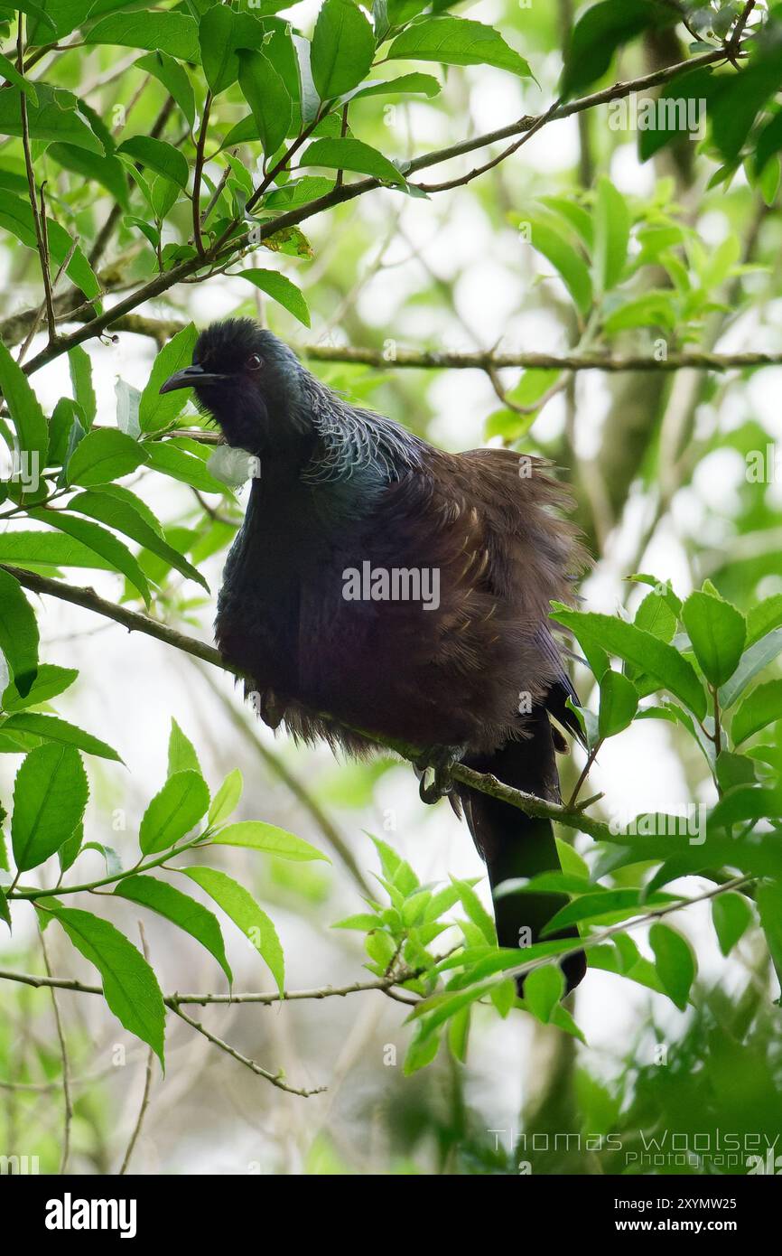 Tui branch hi-res stock photography and images - Alamy
