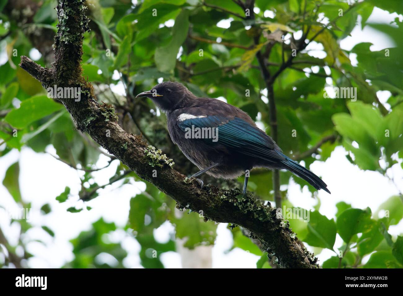 Tui perched hi-res stock photography and images - Alamy