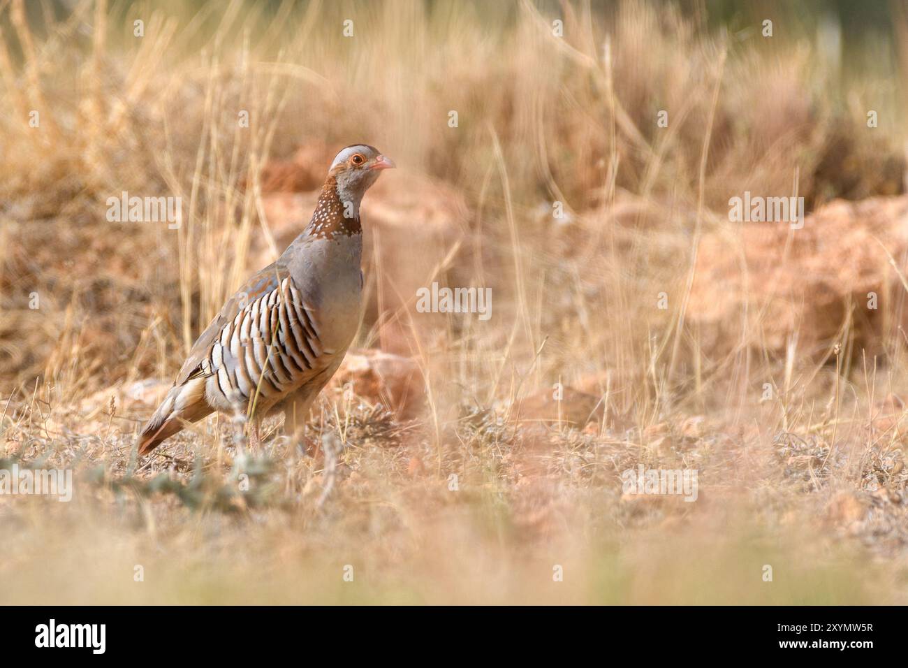 Barbary Partridge (Alectoris Barbara) in the wild Stock Photo - Alamy