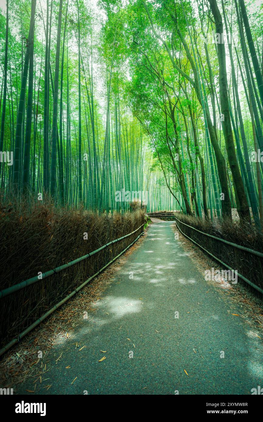 Path inside the historic bamboo forest of Arashiyama in Kyoto, Japan ...