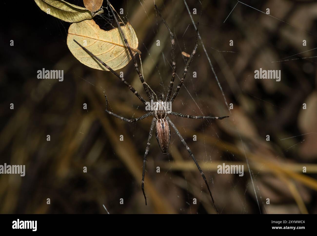 Nursery web spider species hi-res stock photography and images - Alamy