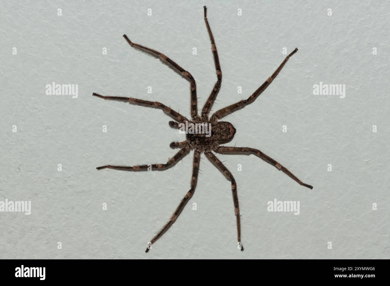 Flatties (Selenopidae), also called a wall crab spider, wall spider or ...