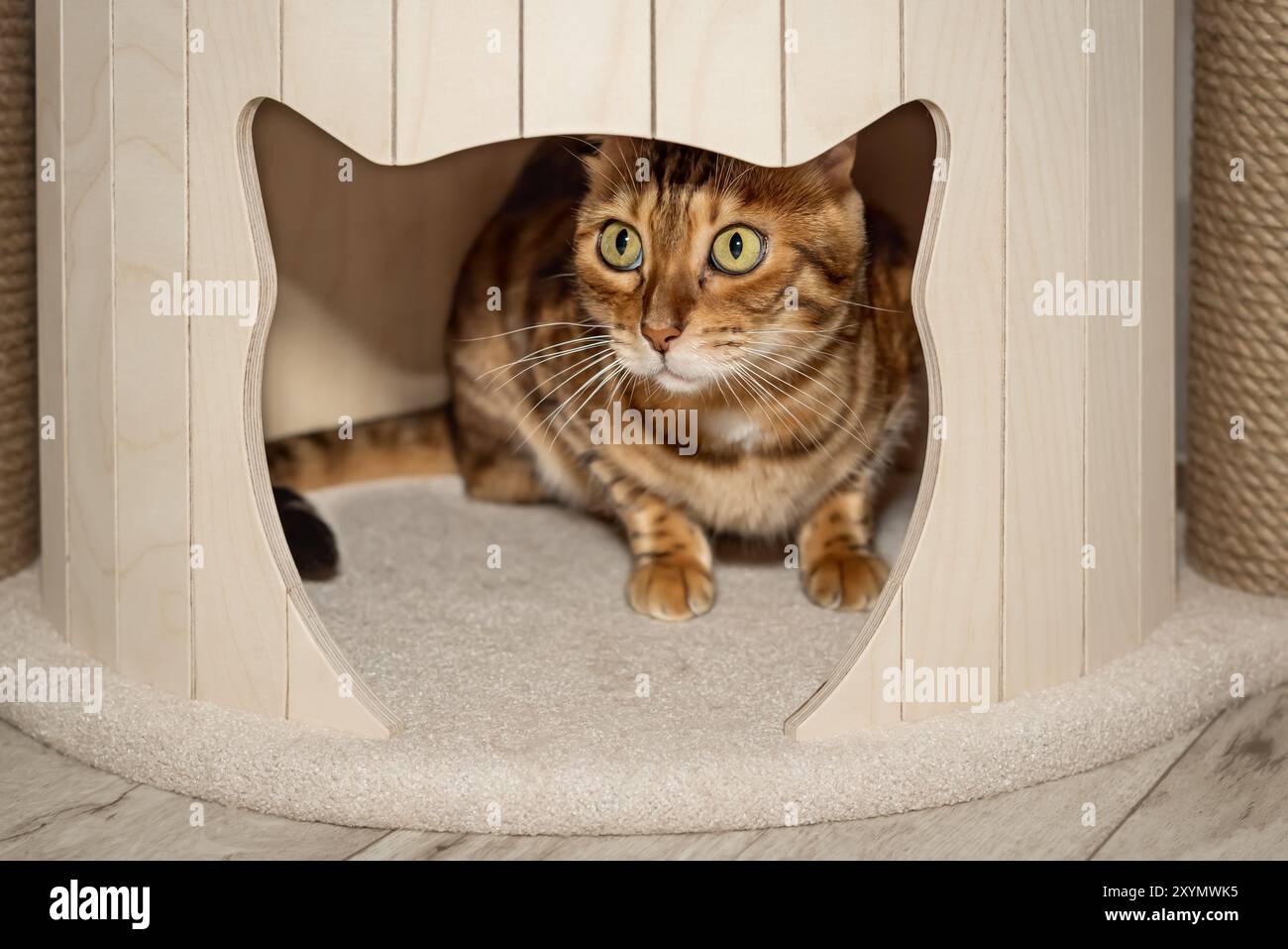 Bengal cat in cat house. Cat sits inside cat furniture Stock Photo - Alamy