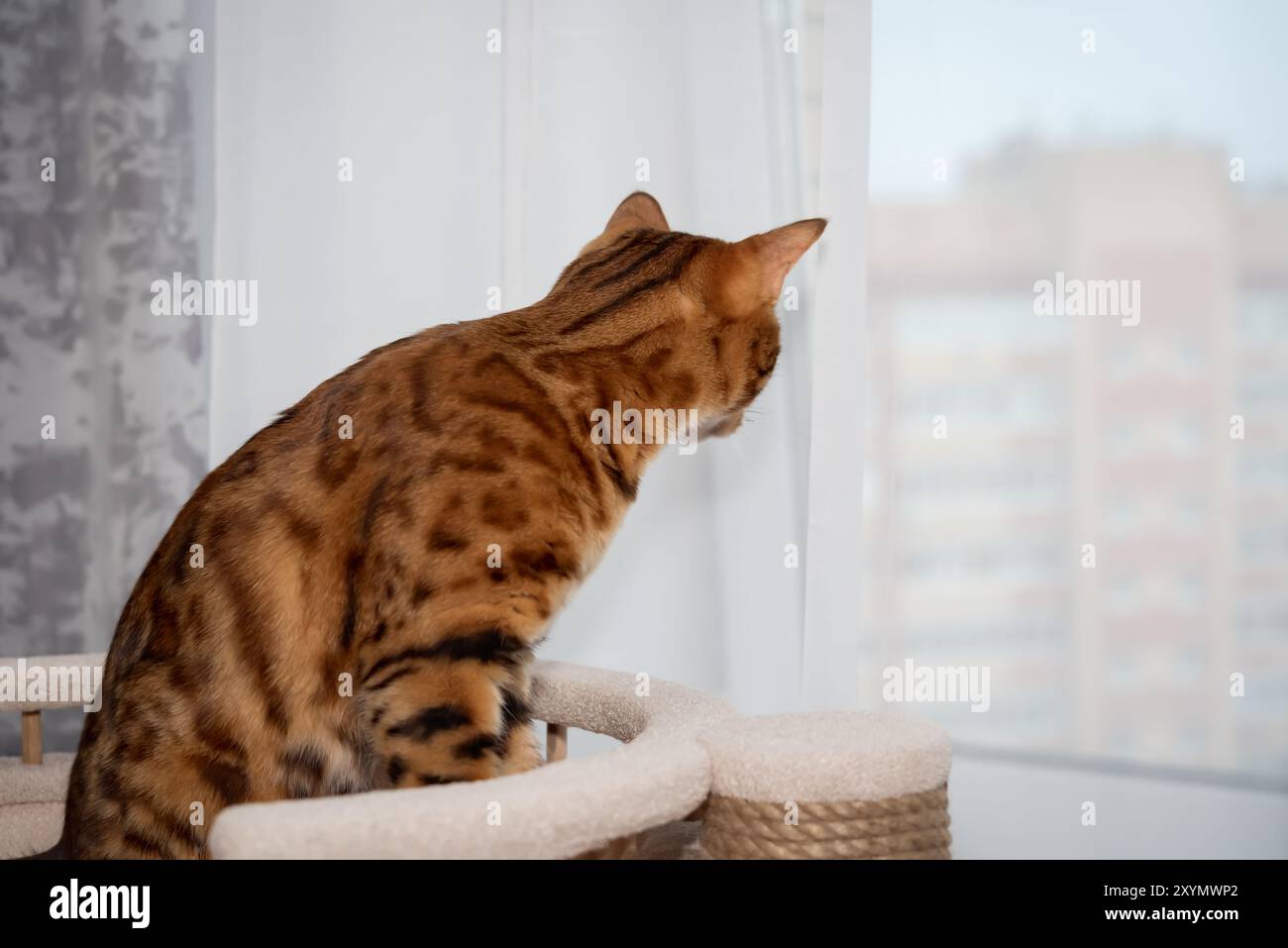 Bengal cat looking out the window. Side view Stock Photo - Alamy