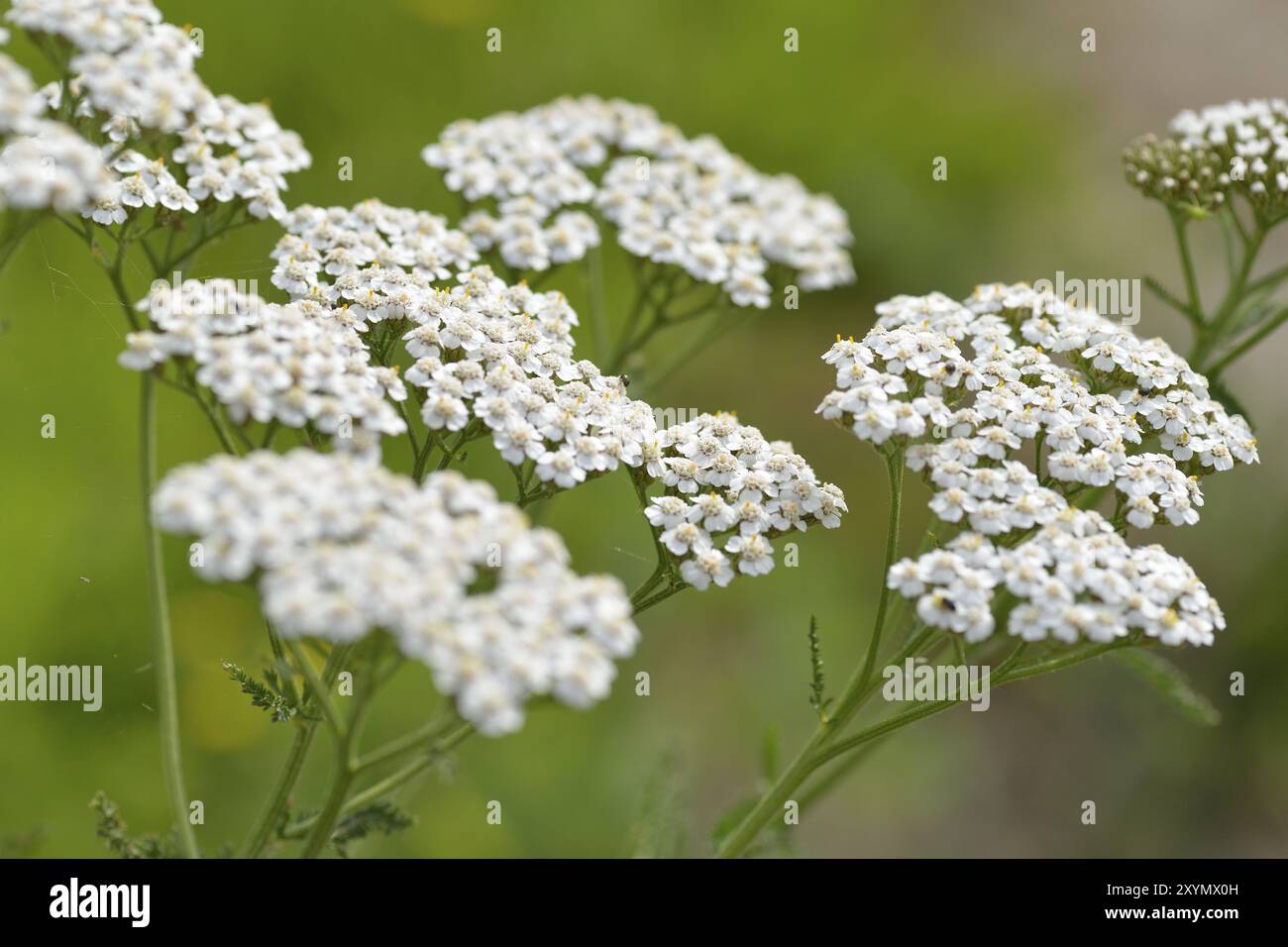 Flowers from Common Yarrow Stock Photo - Alamy