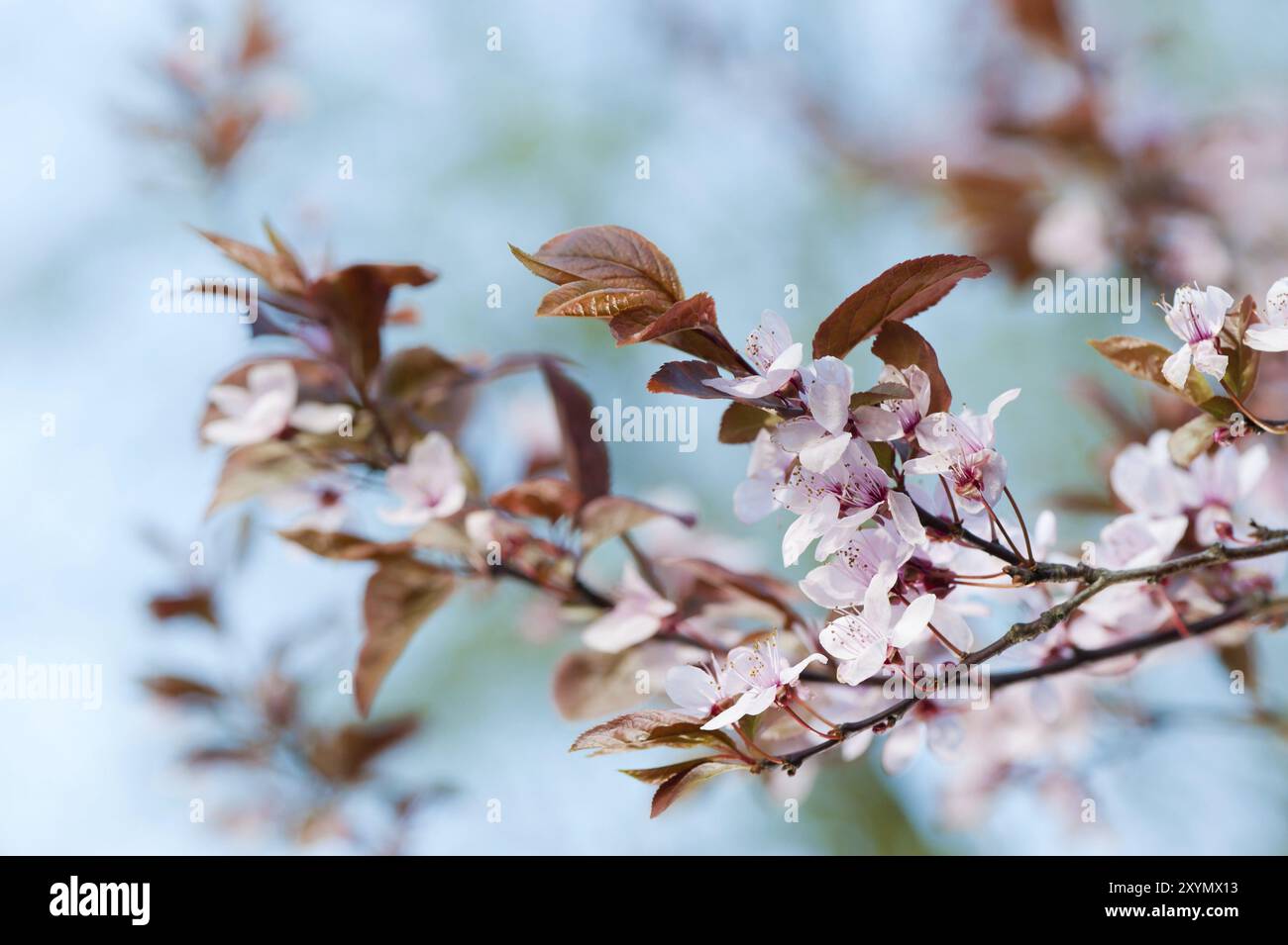 Prunus serrulata, the Japanese flowering cherry or simply Japanese ...