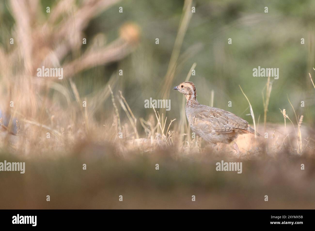 Wild grey partridge with chicks hi-res stock photography and images - Alamy