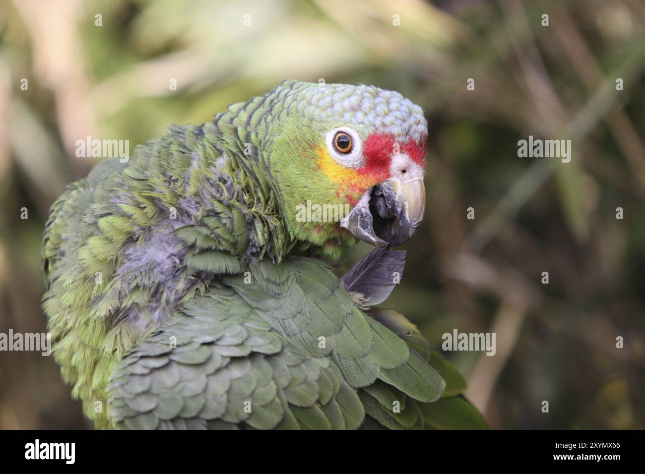 Yellow fronted amazons hi-res stock photography and images - Alamy