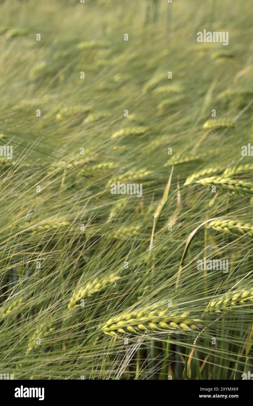 Barley ferry hi-res stock photography and images - Alamy