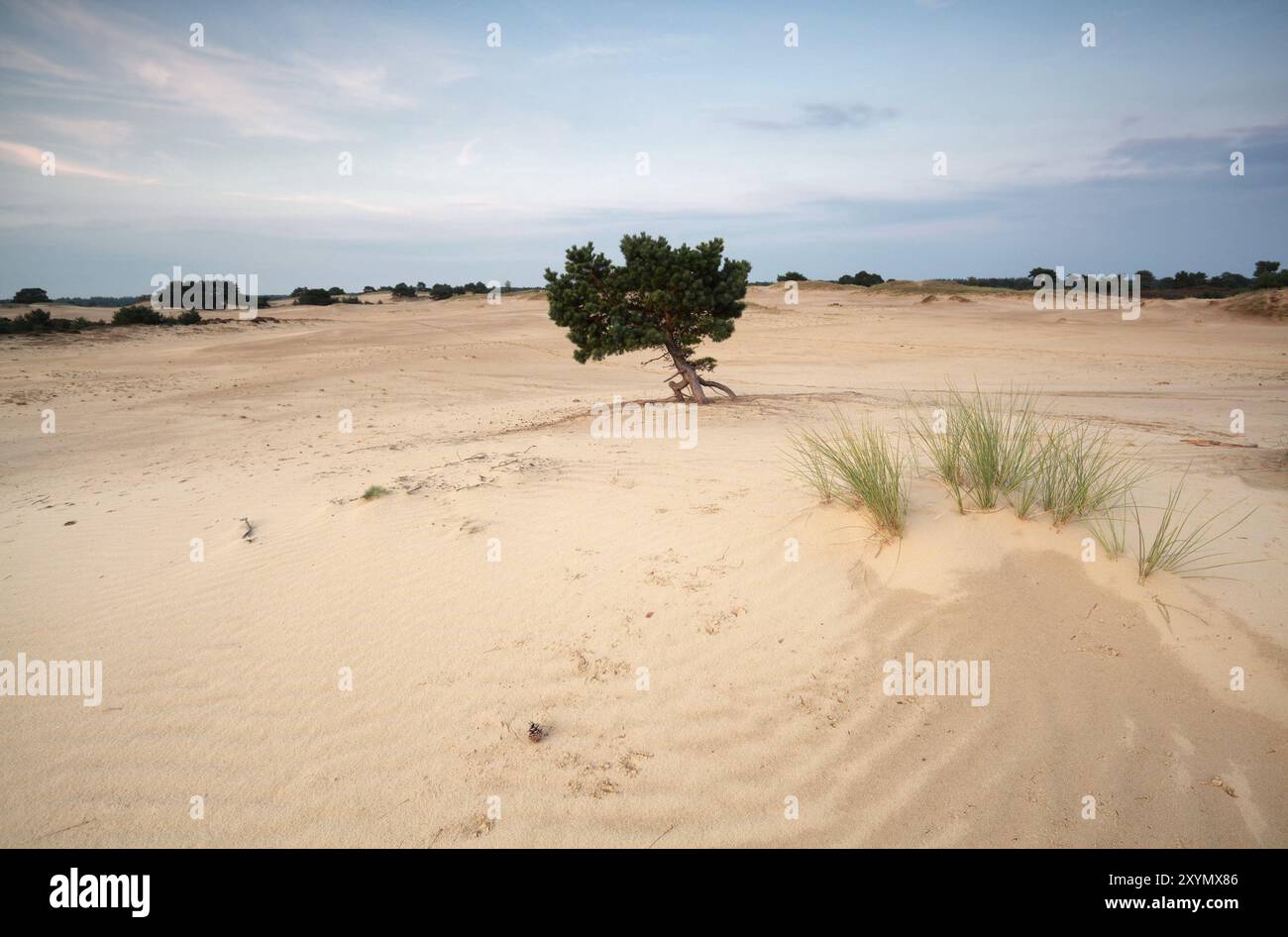 Pine trees in dutch dunes hi-res stock photography and images - Alamy