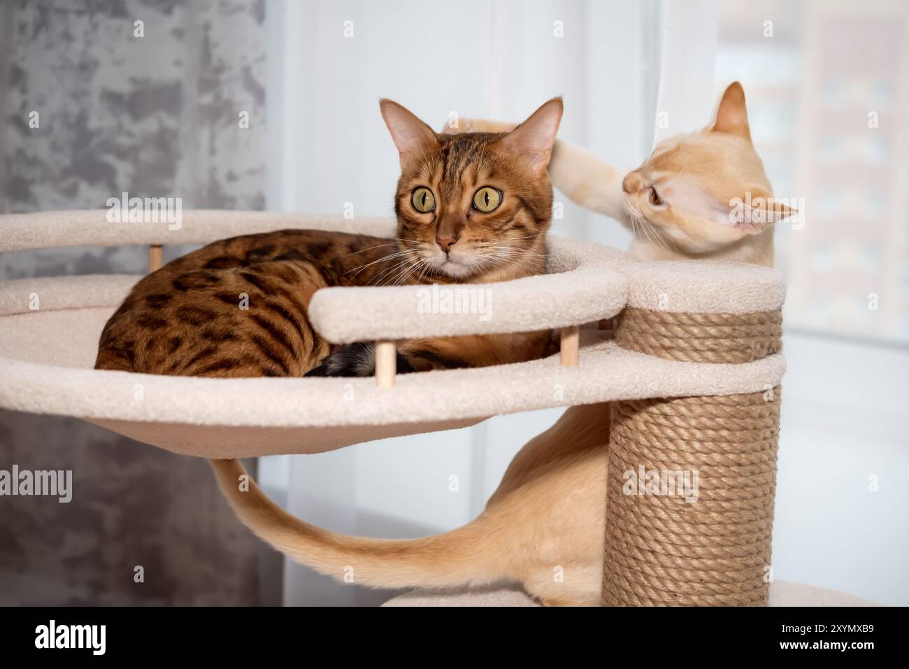 Two cats fighting on a cat tree. Bengal adult cat and red Burmese ...