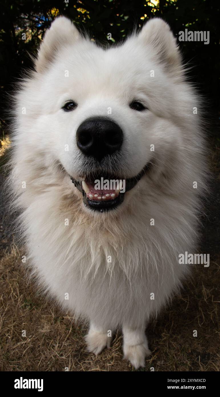 Wide breed dogs hi-res stock photography and images - Alamy