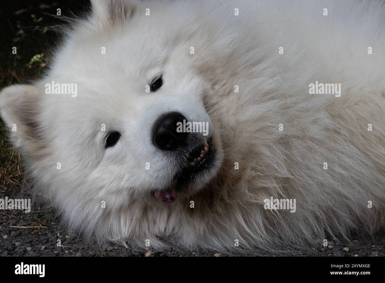 Samoyed dog lying down hi-res stock photography and images - Alamy