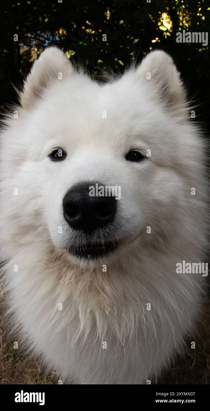 Portrait samoyed hi-res stock photography and images - Alamy