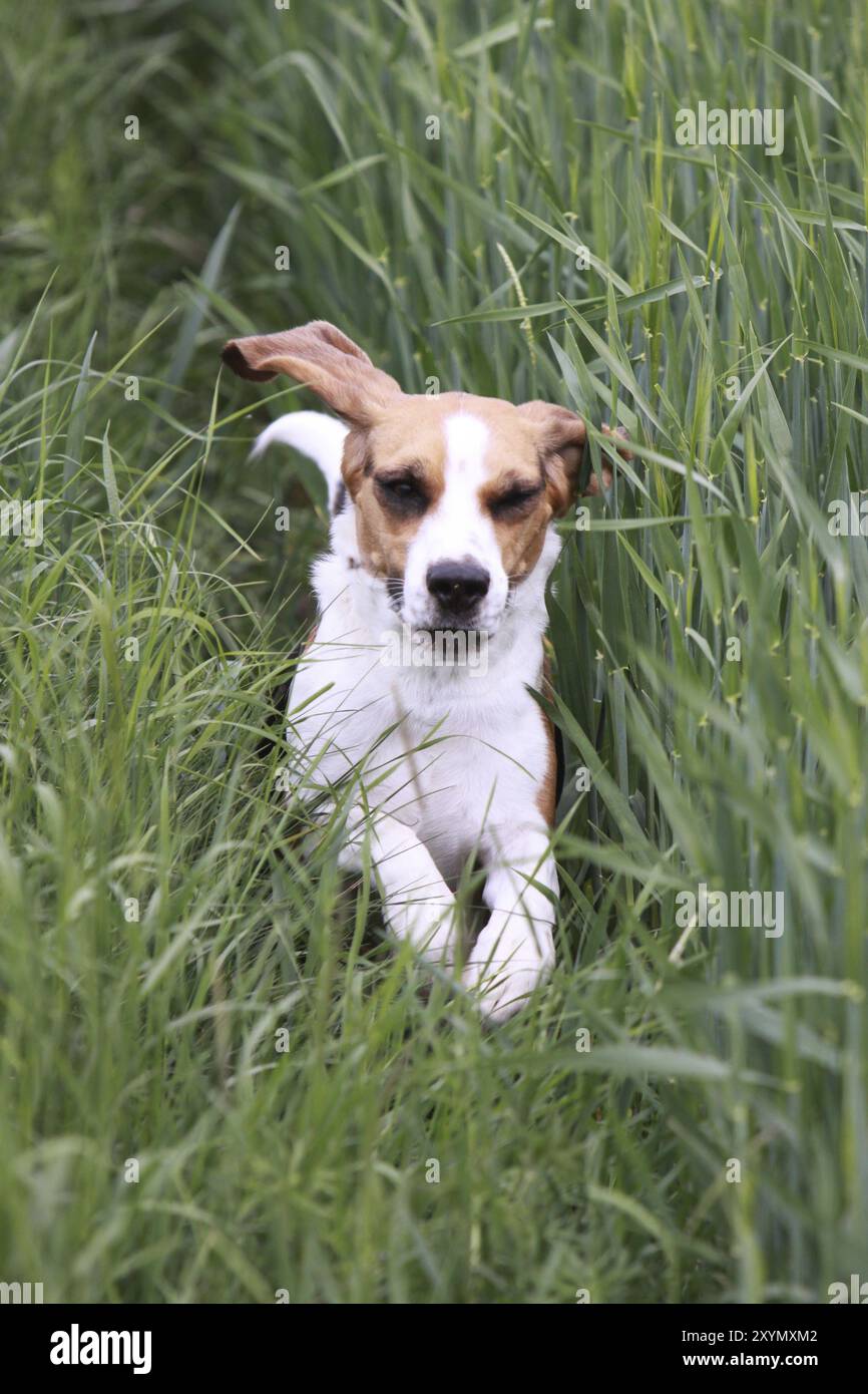 Speckled corn hi-res stock photography and images - Alamy