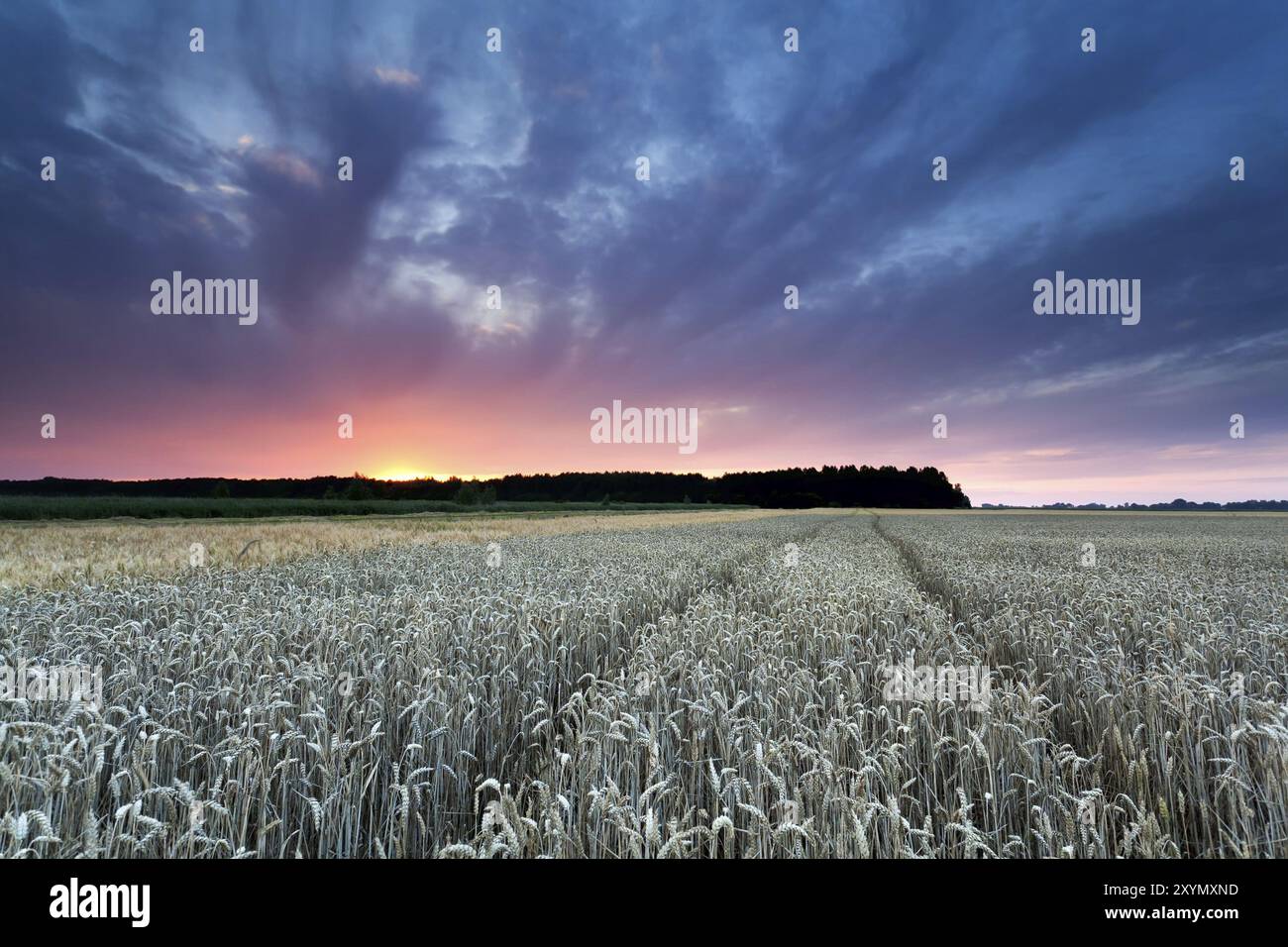 Beautiful shot wheat fields hi-res stock photography and images - Alamy