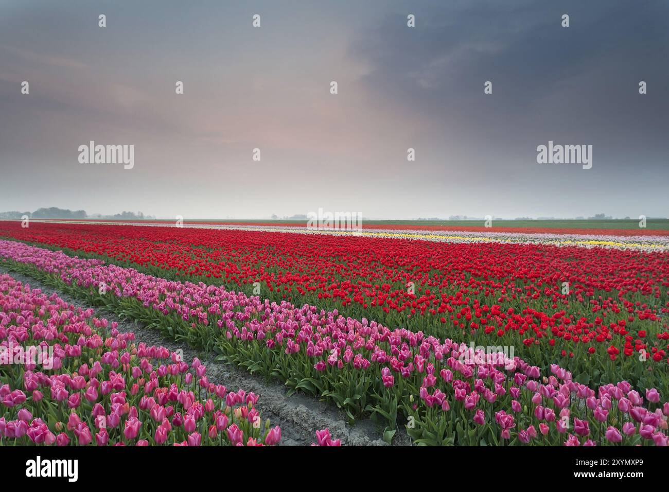 Spring tulip field at sunset, Netherlands Stock Photo - Alamy