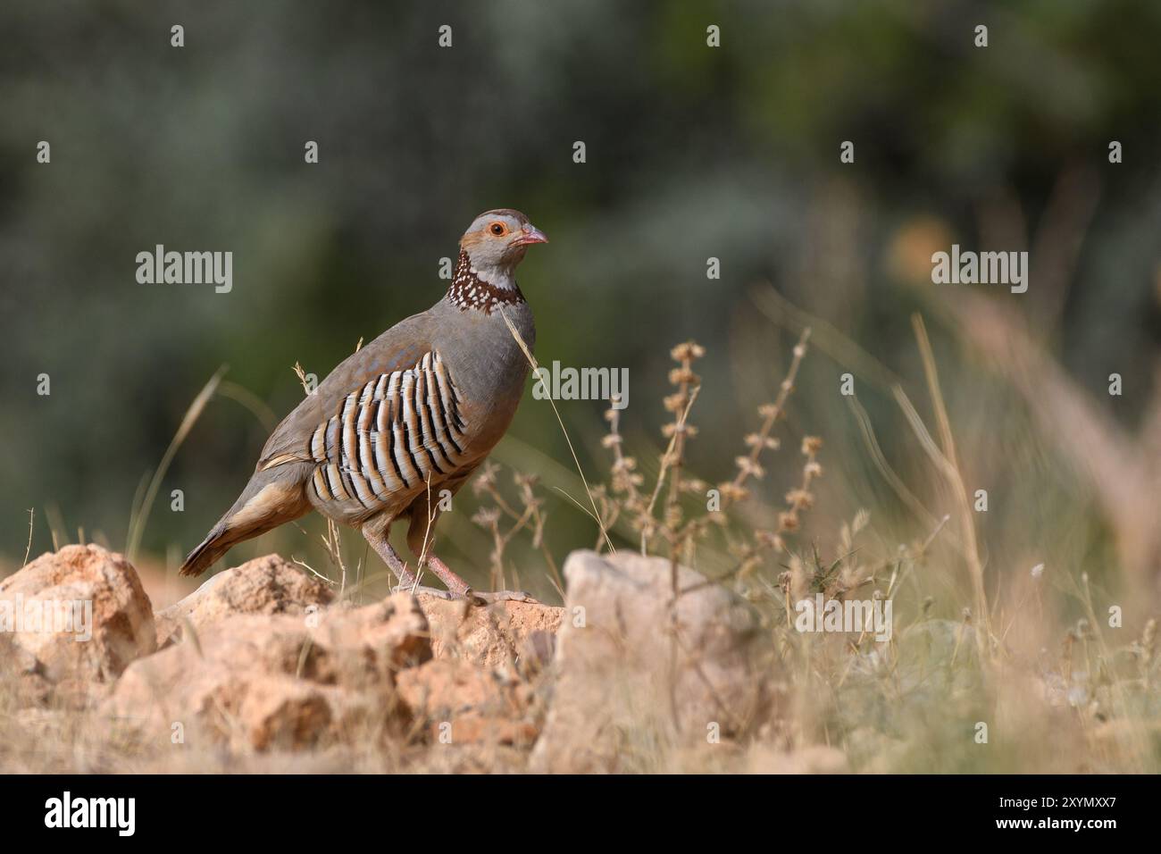 Barbary Partridge (Alectoris Barbara) in the wild Stock Photo - Alamy
