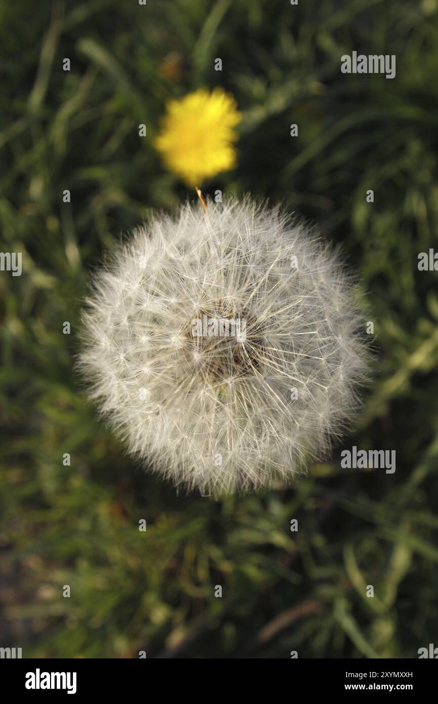 Top view common dandelion hi-res stock photography and images - Alamy