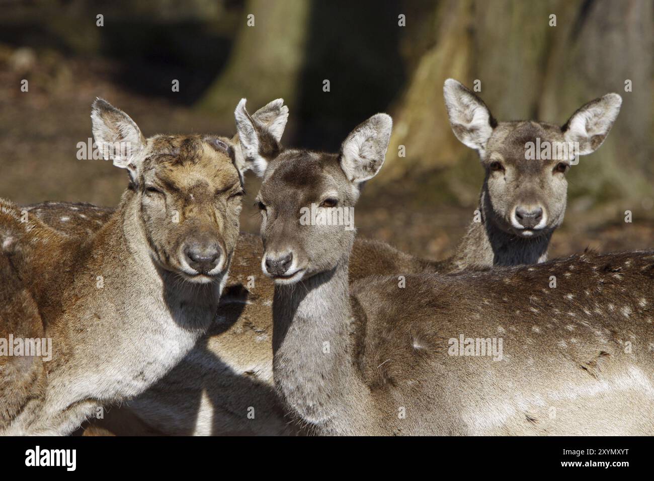 Dotted deers hi-res stock photography and images - Alamy