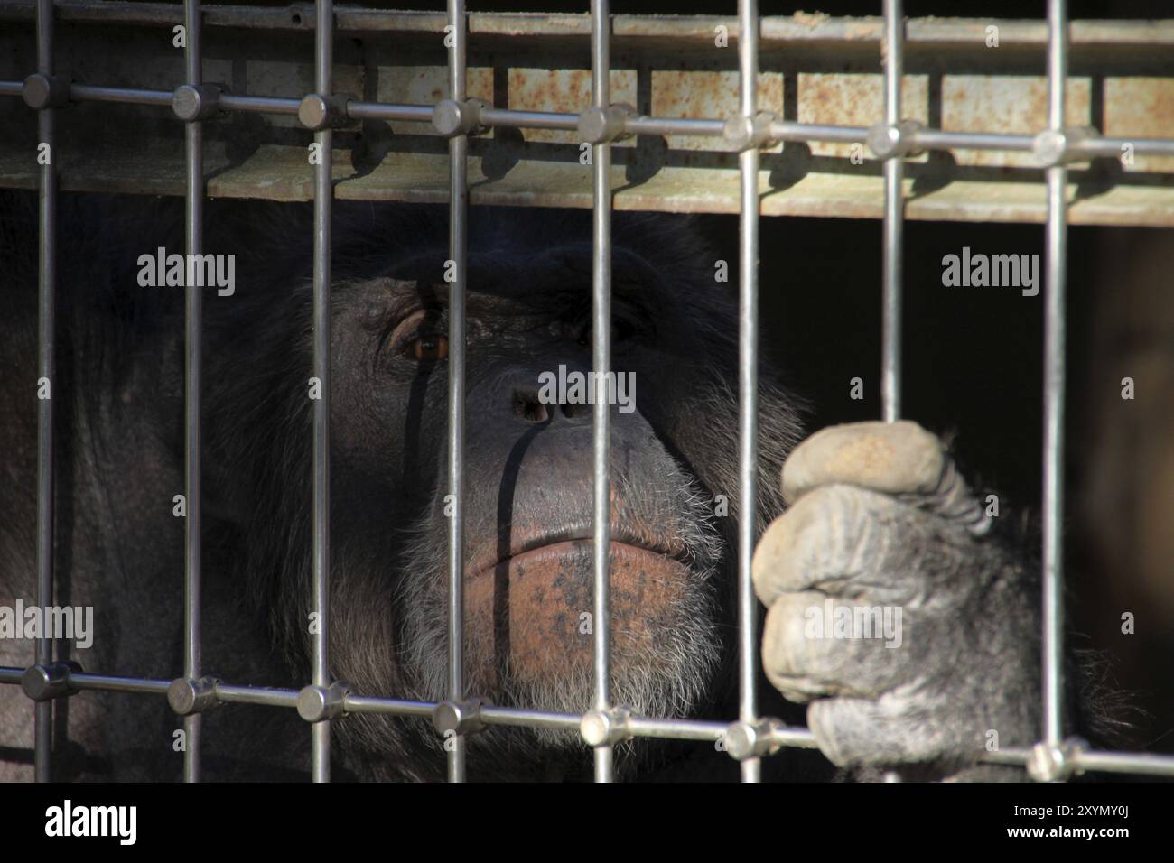Old chimpanzee in a cage Stock Photo - Alamy