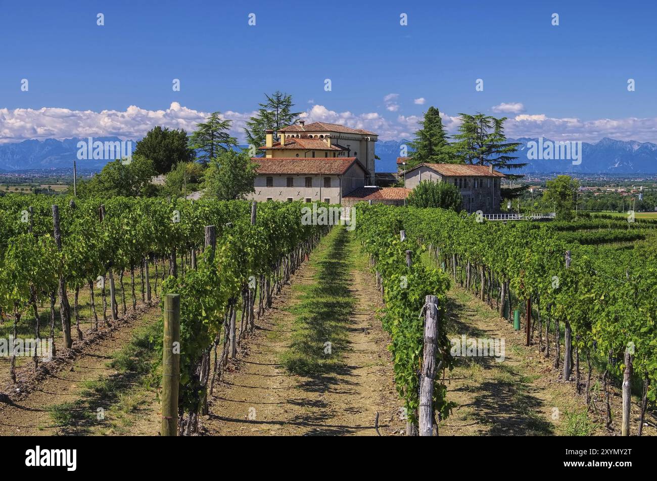 Friuli wine vineyard hi-res stock photography and images - Alamy
