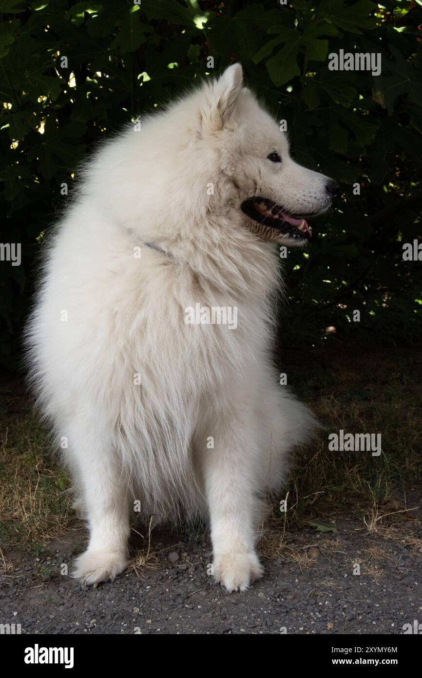 Samoyed sitting hi-res stock photography and images - Alamy