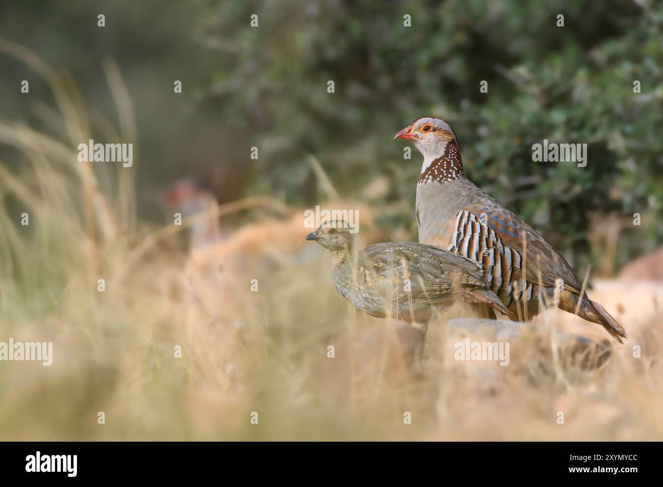 Barbary Partridge (Alectoris Barbara) in the wild Stock Photo - Alamy