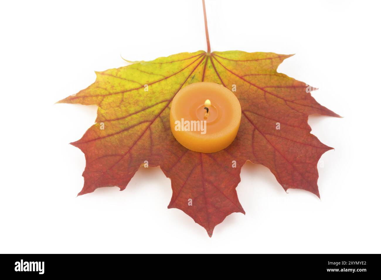 Individual single autumn fall leaf hi-res stock photography and images ...