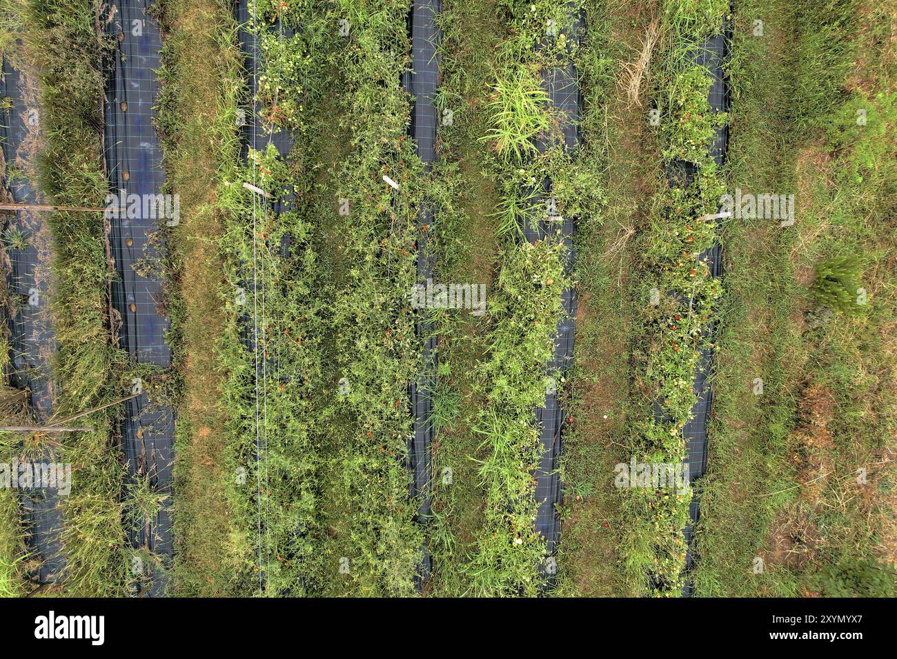Aerial view of rows of tomato plants growing in a field, showcasing the ...