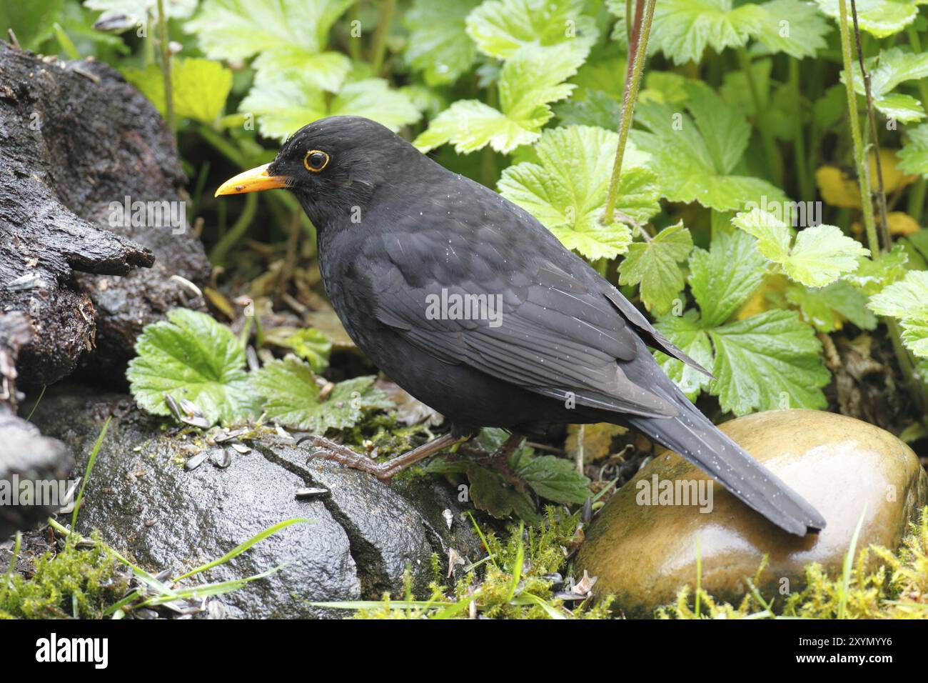 Blackbird, black thrush, male Stock Photo - Alamy