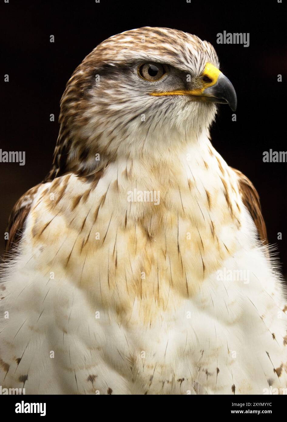 Royal rough-legged buzzard or king buzzard Stock Photo - Alamy