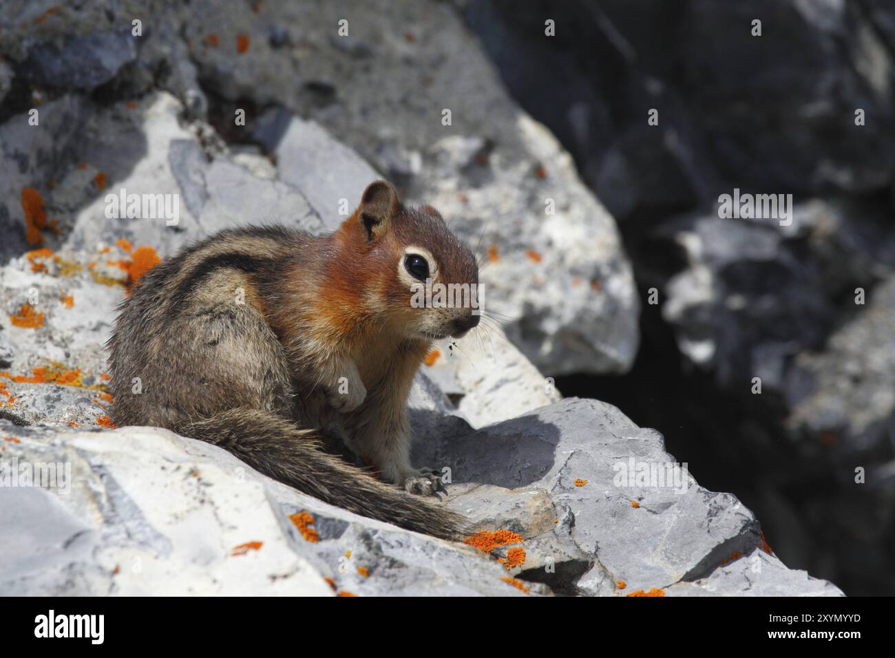 Golden mantled ground squirrelss hi-res stock photography and images ...