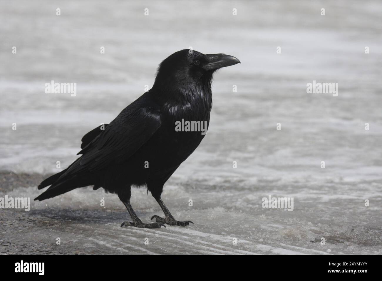 Raven ridge hi-res stock photography and images - Alamy