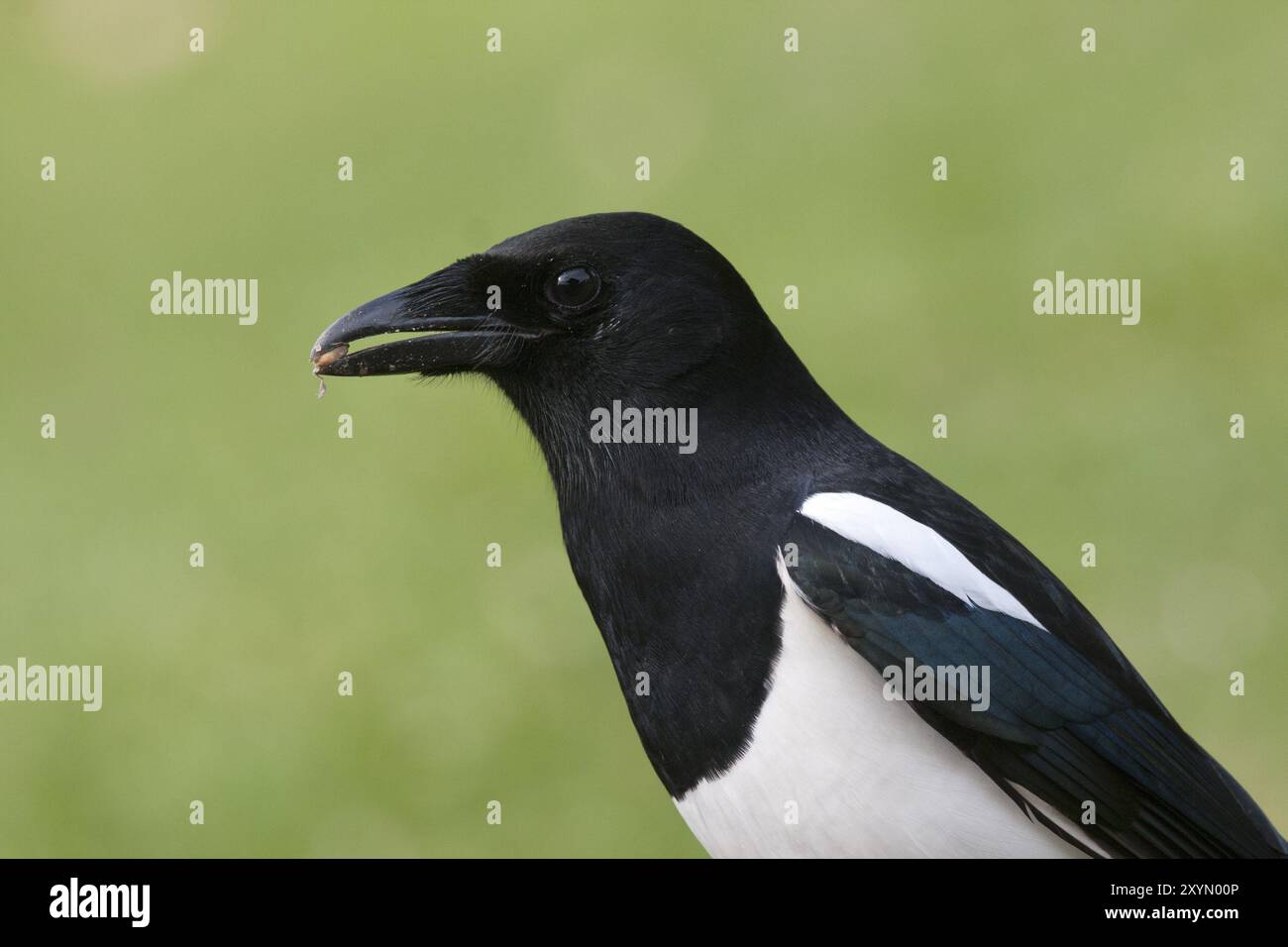 Eurasian magpie head hi-res stock photography and images - Alamy