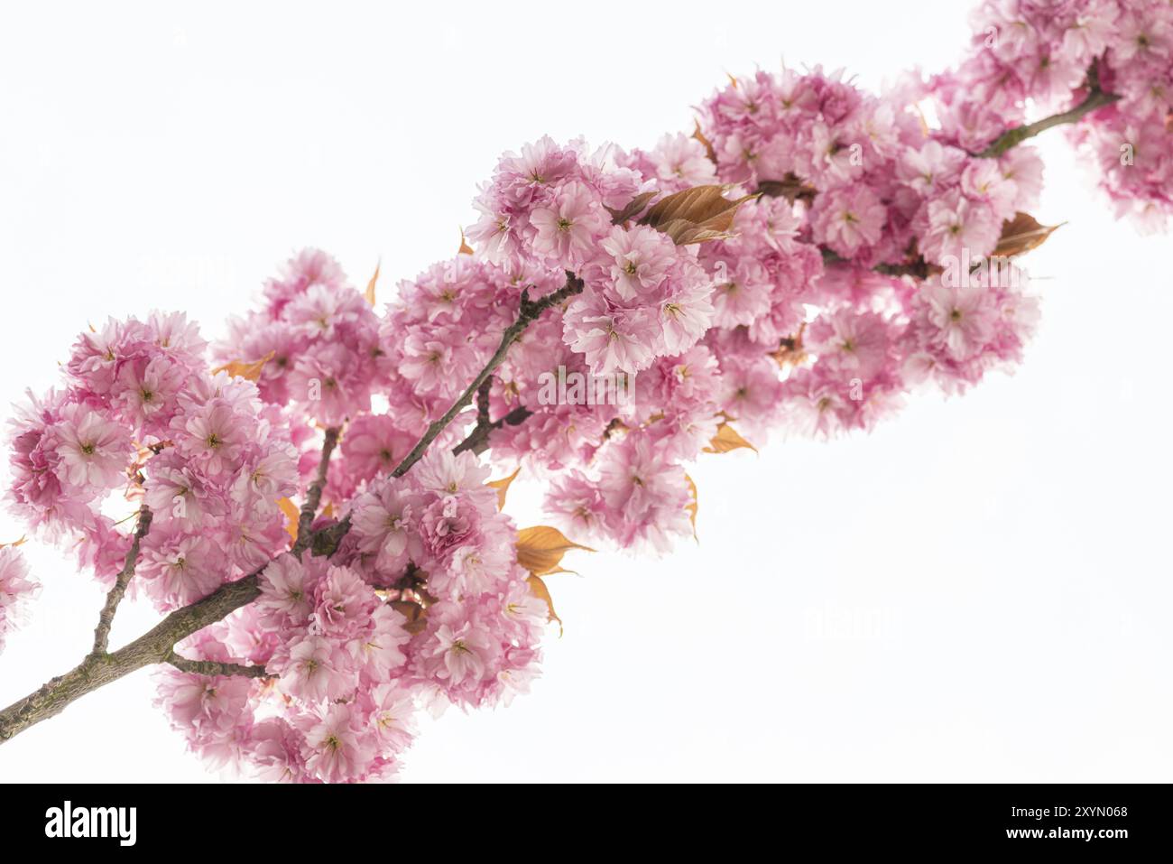 Pink cherry blossom tree in early spring Stock Photo - Alamy