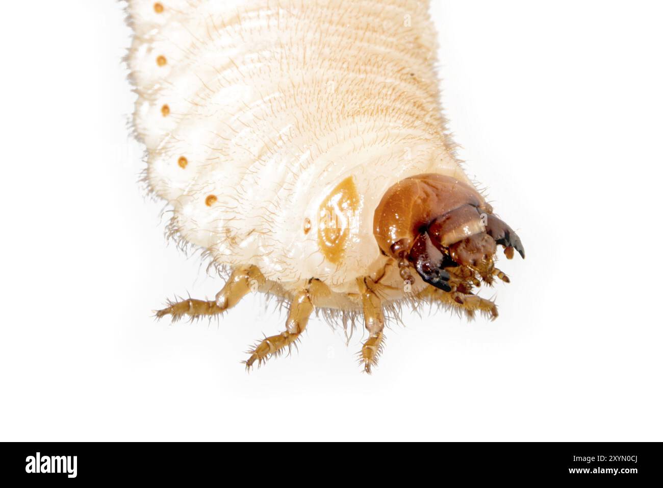 Engerling hi-res stock photography and images - Alamy