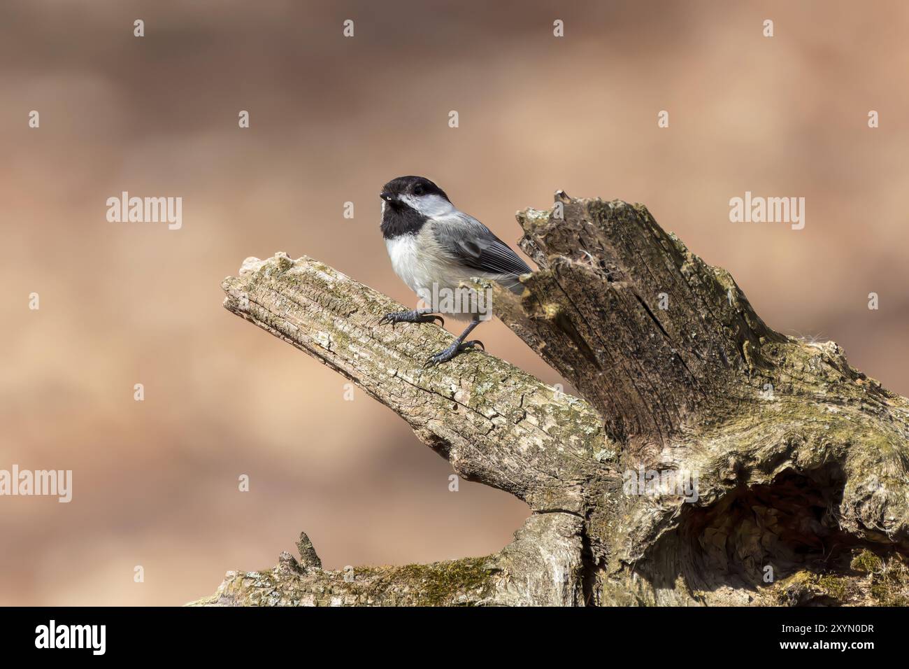 Wisconsin tourist attractions hi-res stock photography and images - Alamy